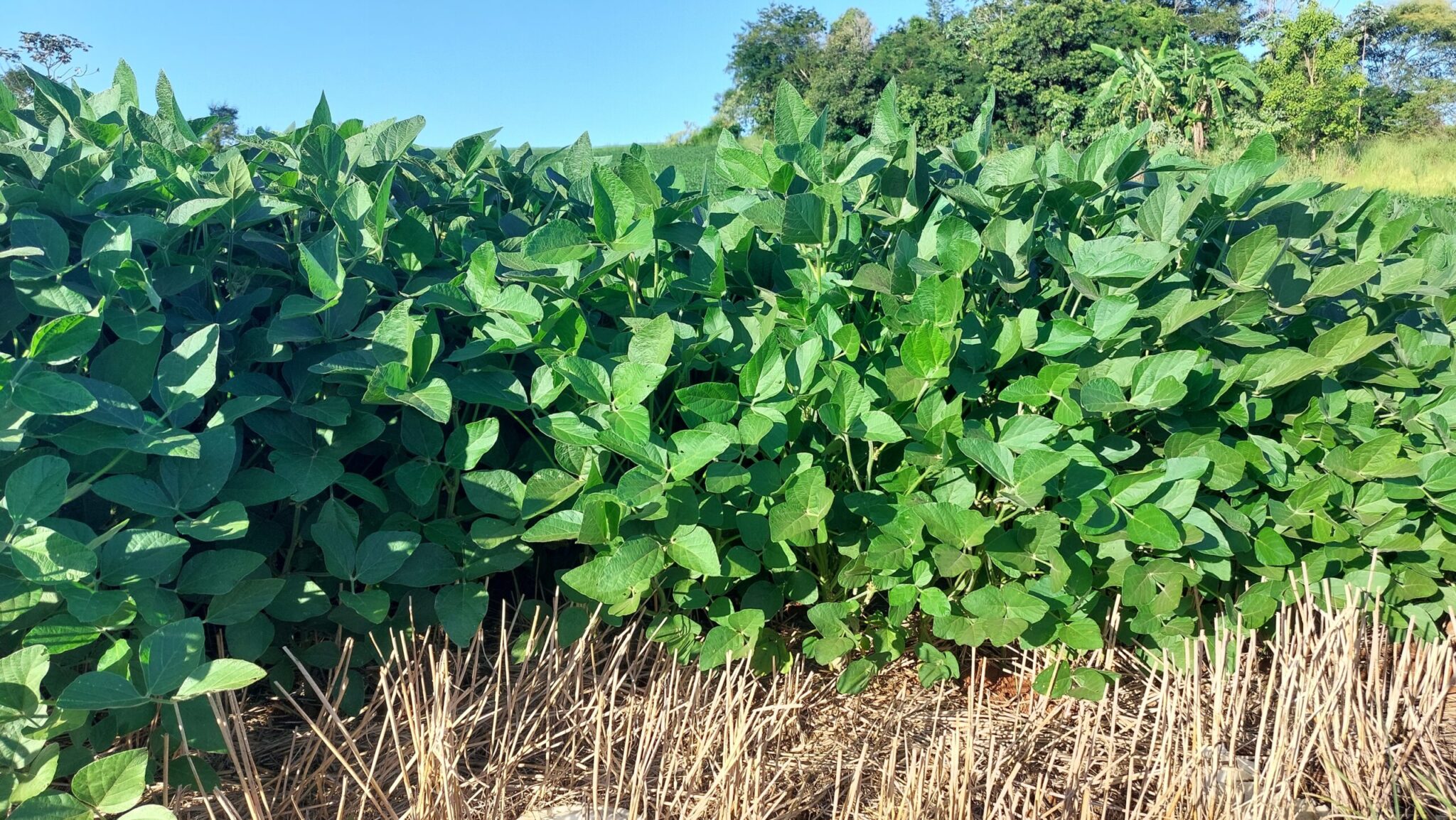 Fusariose: O Pesadelo Invisível no Campo - GoSolos - Blog