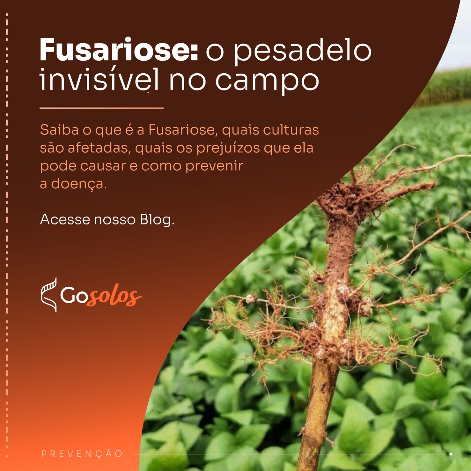 Fusariose: O Pesadelo Invisível no Campo - GoSolos - Blog